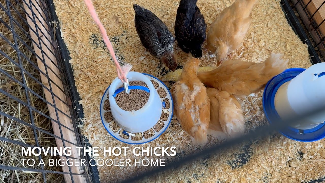 Moving the hot chicks to a bigger, cooler home - YouTube