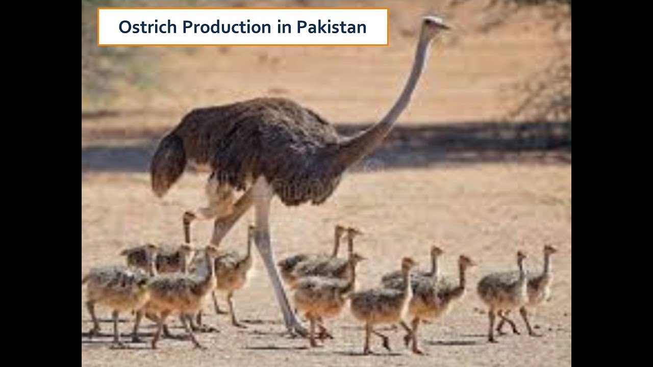Ostrich Production in Pakistan - YouTube