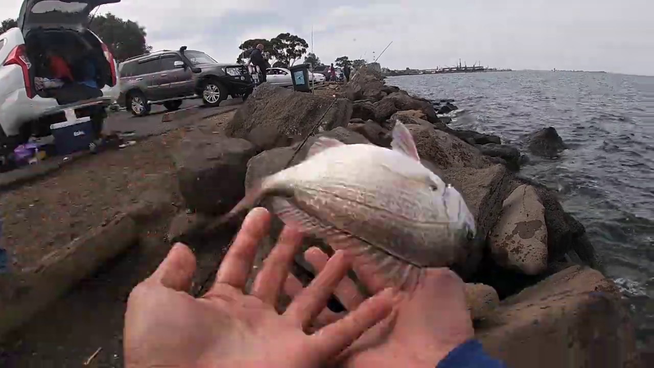 GOOD TIME CATCHING PINKIE SNAPPER AUSTRALIA DAY FISHING - YouTube