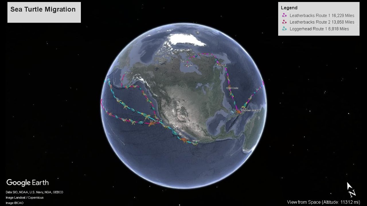 Sea Turtle Migration - YouTube