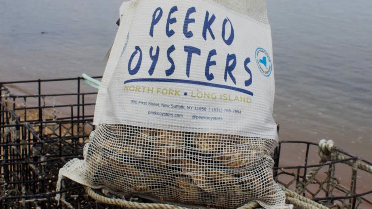 Peeko Oyster's Sustainable Farming, Quality Shellfish - YouTube