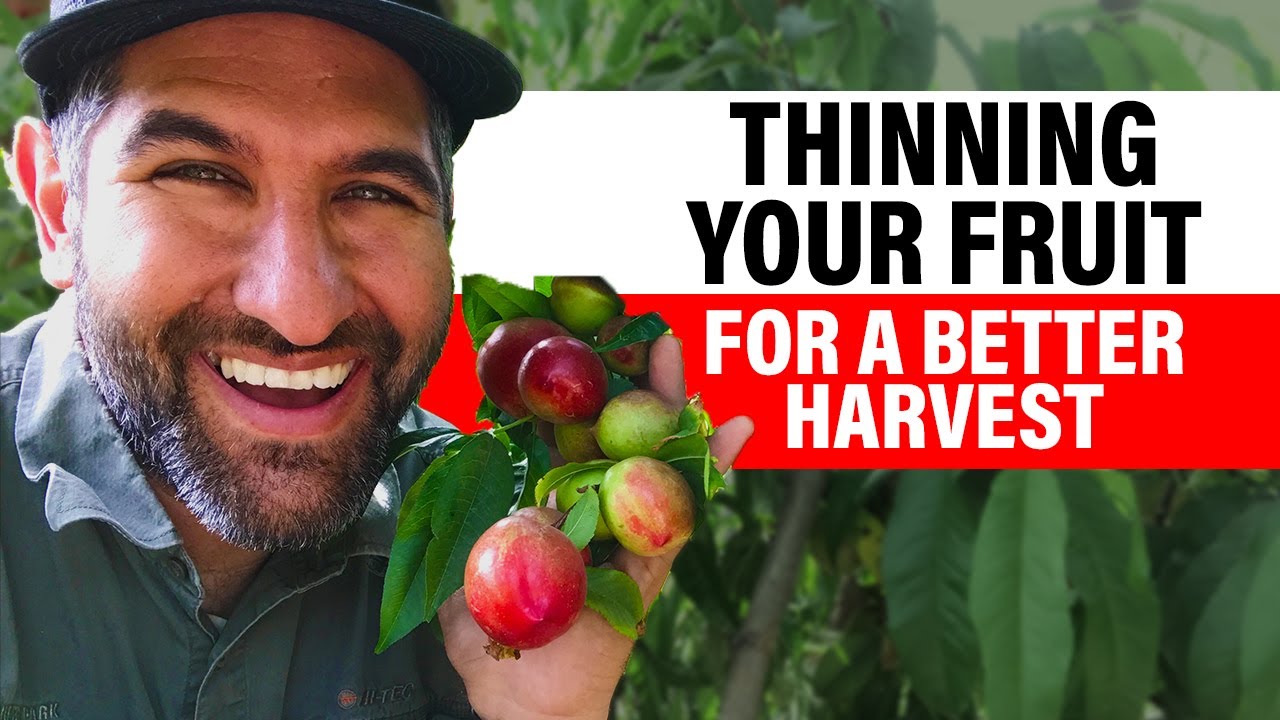 How to Easily Thin Apple, Pear, Peach, Plum, and Apricot Trees for BIG ...