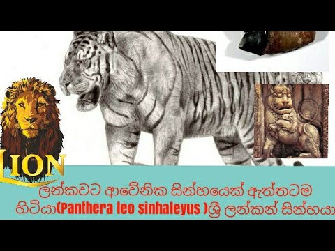 Panthera leo sinhaleyus (ශ්‍රී ලන්කා සින්හයා )Ceylon lion - YouTube