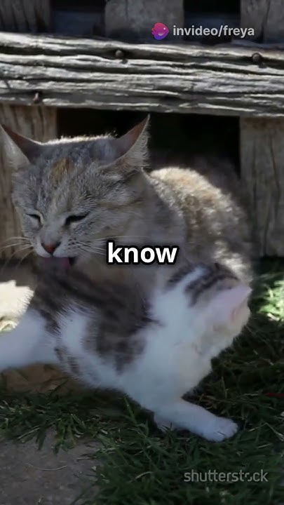 Why Do Some Cats Go Crazy for Catnip? #catcompilation #cat #laughoutloudcats #cute # ...