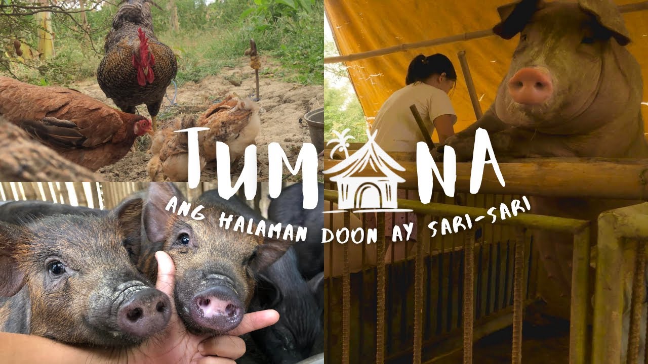 02 | Mura at Mabisang Pataba sa Halaman! | Eco-Friendly Fertilizer 🪴 ...