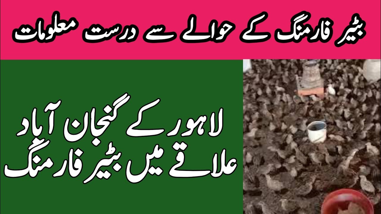 Batair Farming In Lahore | Quail Farming In Lahore - YouTube