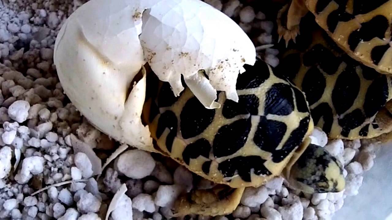 Star Tortoise Hatching! - YouTube