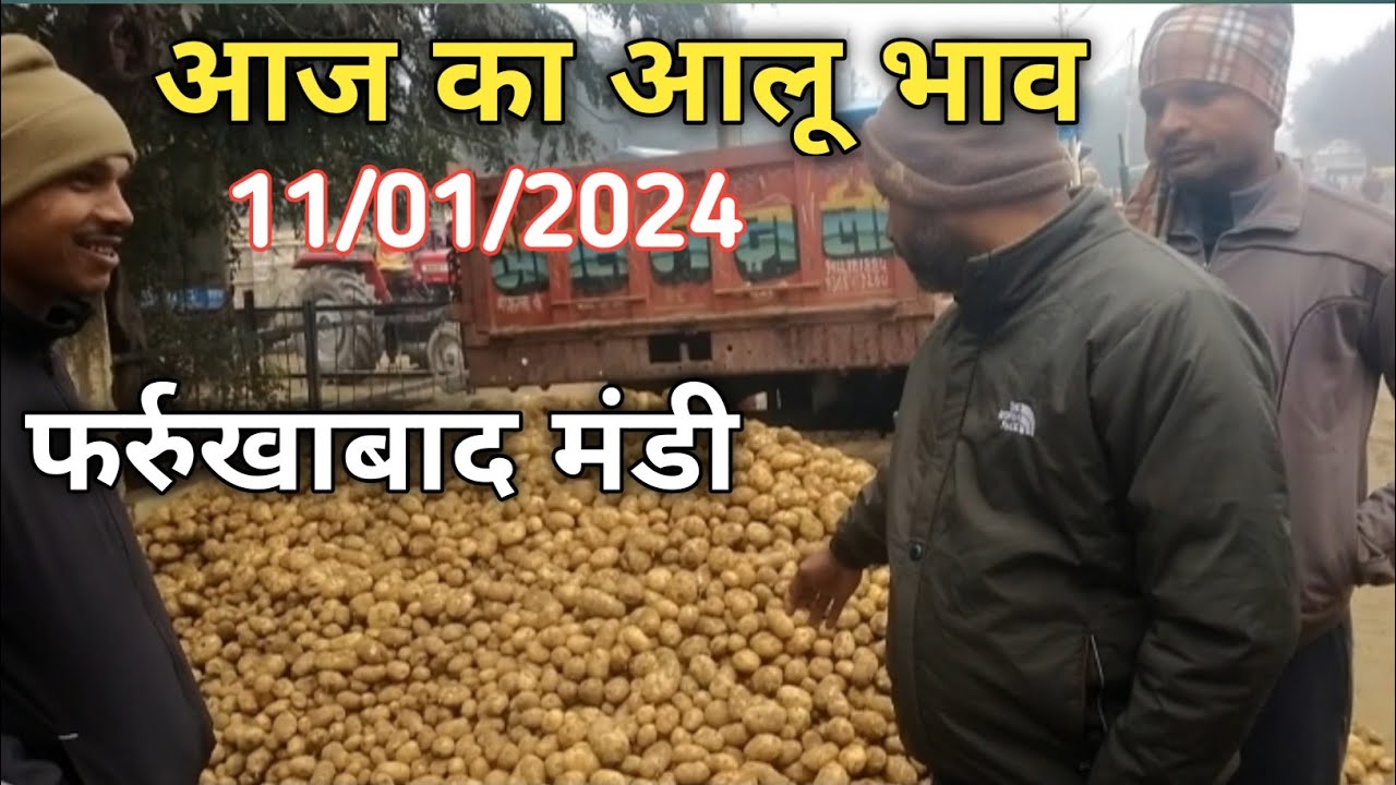 11 जनवरी 2024 | आज का आलू भाव फर्रुखाबाद मंडी | aaj ka aalu bhav ...