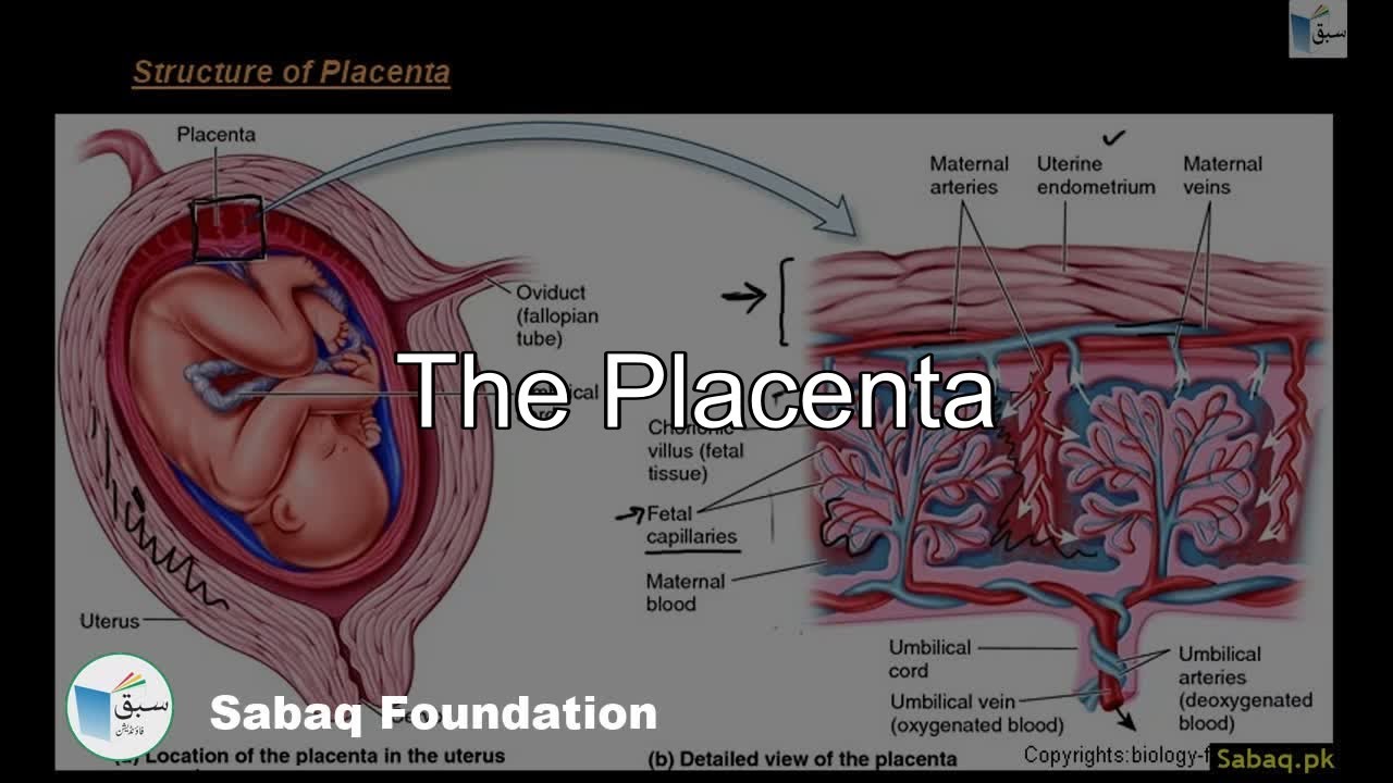 The Placenta, Biology Lecture | Sabaq.pk - YouTube