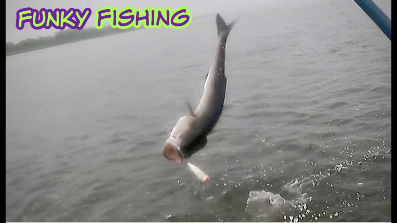 Topwater Bluefish Action: The gator that got away - YouTube