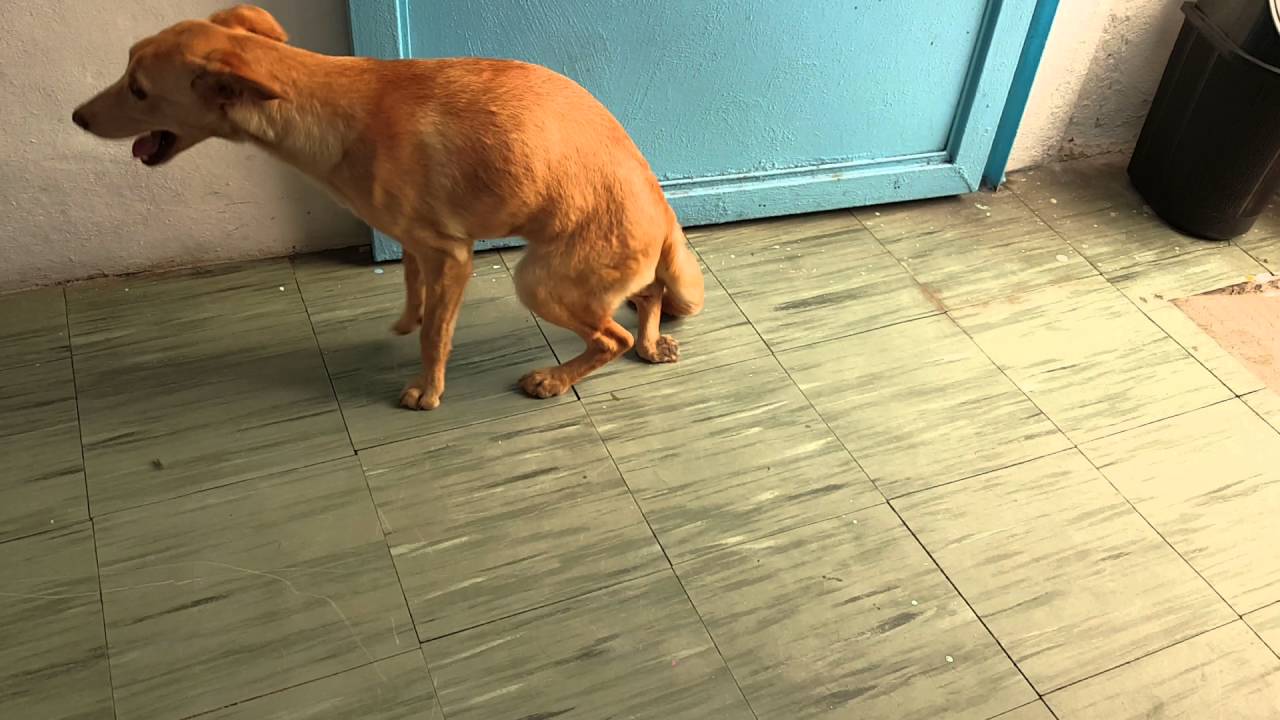 Neurología veterinaria paraparesia ambulatoria - YouTube