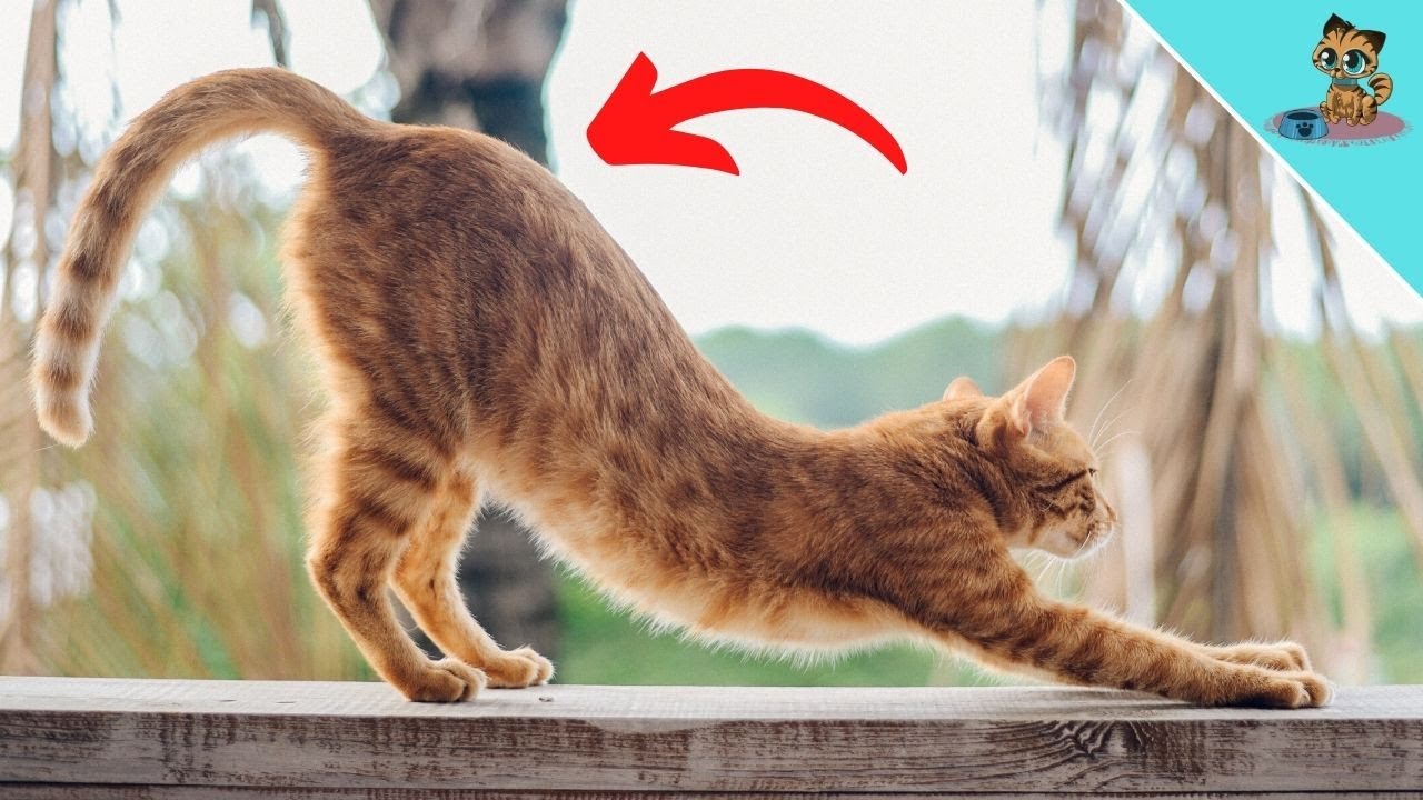 THIS Is Why Cats Lift Their Backs When Petted! - YouTube