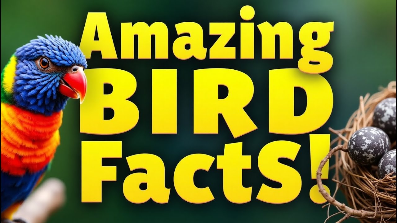 Amazing Bird Facts, Life Cycle & Habitats | Fascinating Bird Species ...