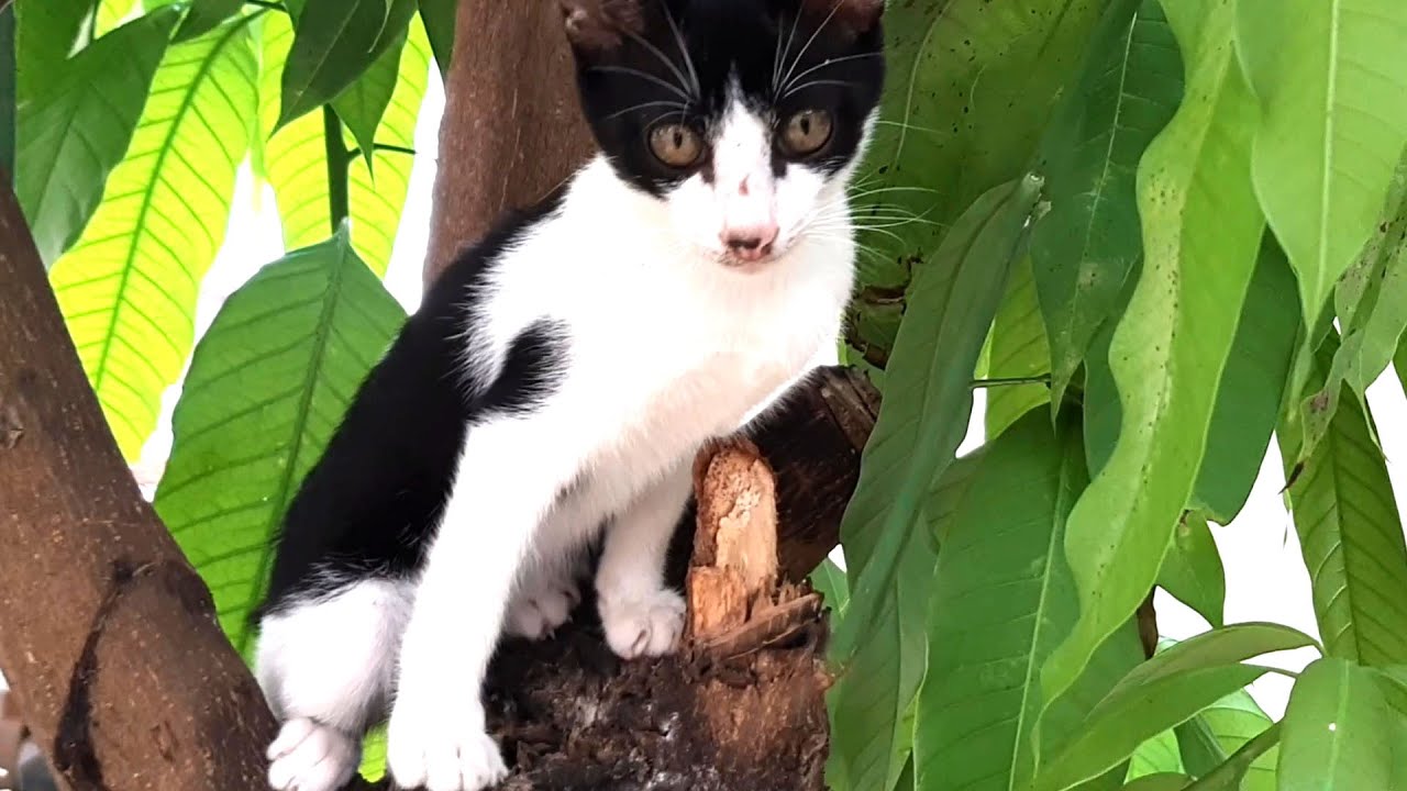 Con Mèo Mày Trèo Cây Cau - Nhạc Thiếu Nhi Cho Bé Yêu - YouTube