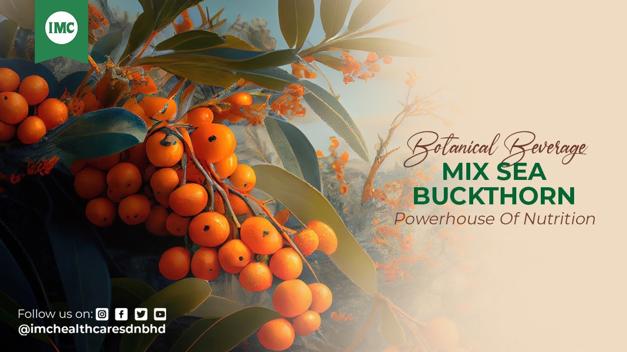 Botanical Beverage Mix Sea Buckthorn: Powerhouse Of Nutrition - YouTube