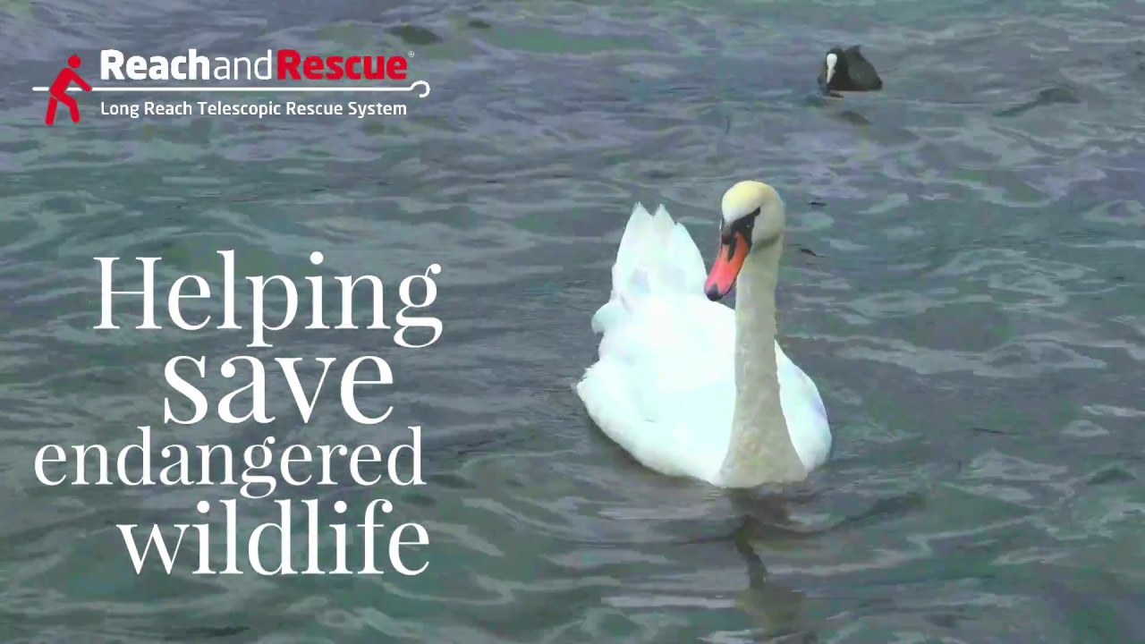 RSPCA Swan Rescue with Reach and Rescue Telescopic Pole - YouTube