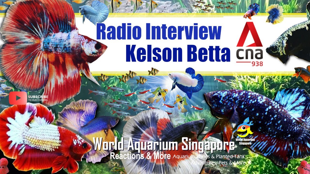 Radio CNA 938 FM Interview - Kelsonbetta - YouTube