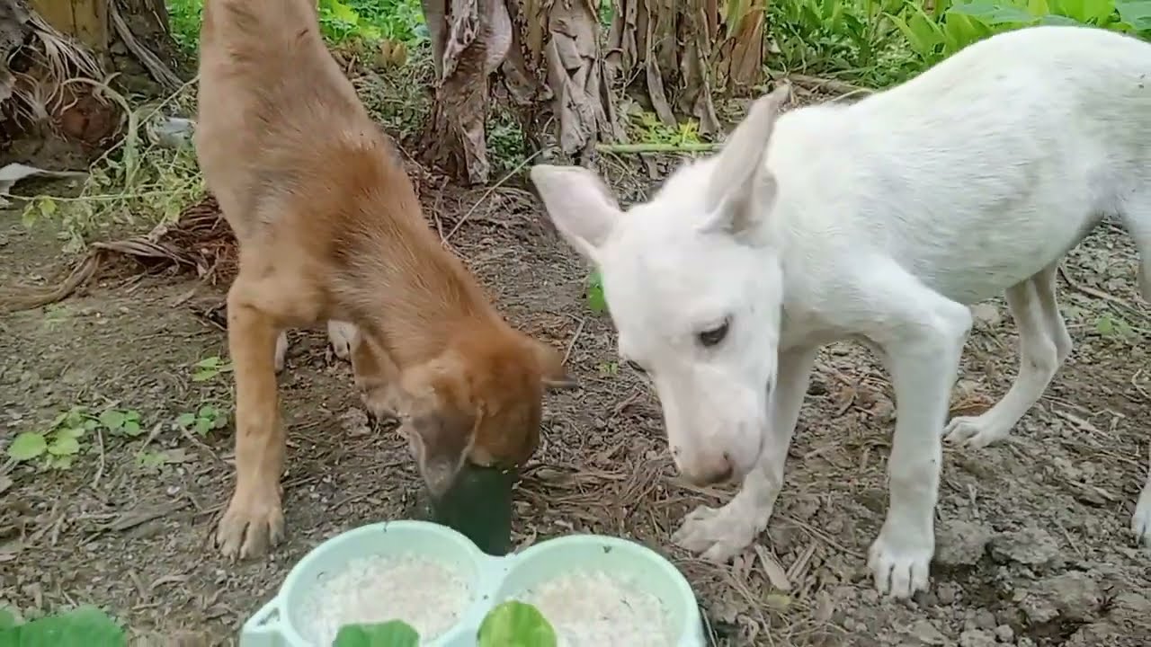 we often search for poor dogs in our village and adopt them & feed ...