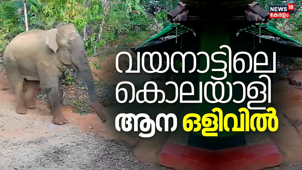 Wayanad Wild Elephant Attack | വയനാട്ടിലെ കൊലയാളി ആന ഒളിവിൽ | Mission ...