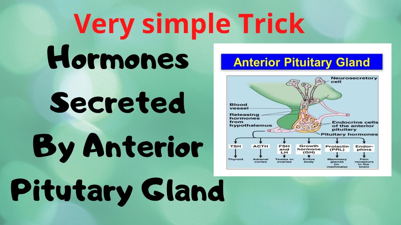 Hormones Secreted From Anterior Pituitary Gland | Short Trick ...