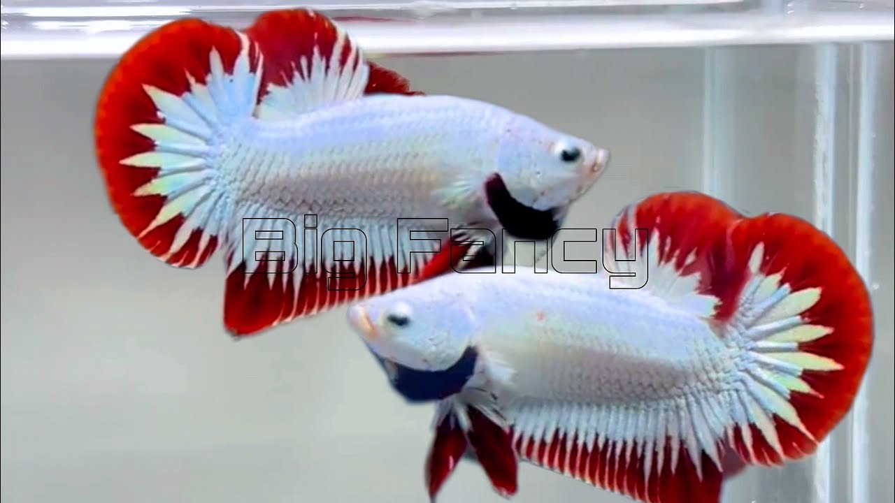 29"Most Beautiful Betta Fish: Stunning Colors & Gorgeous Betta Fish ...