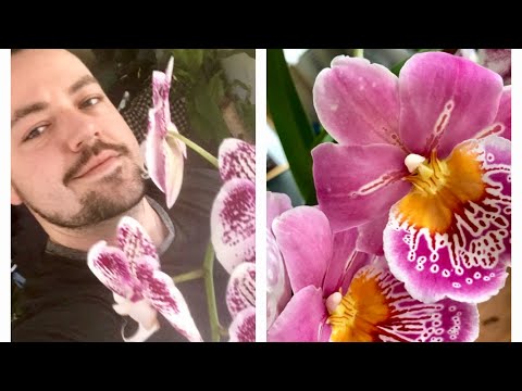 UPDATED ORCHID COLLECTION TOUR - PART I