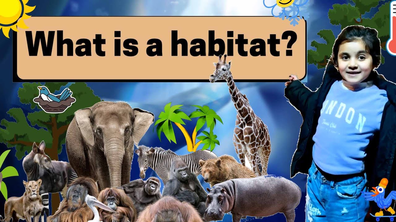 What Is A Habitat Educational Video for Kids - YouTube