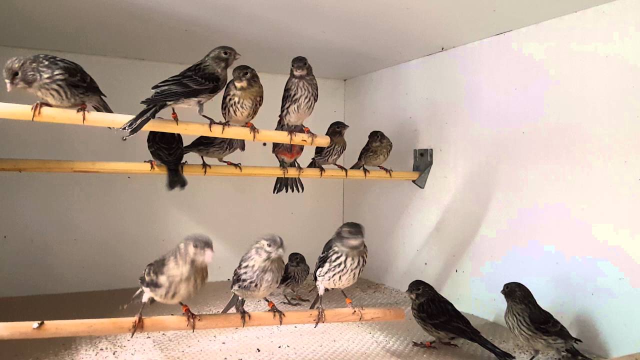 Jonge vogels Kweek 2016 - YouTube
