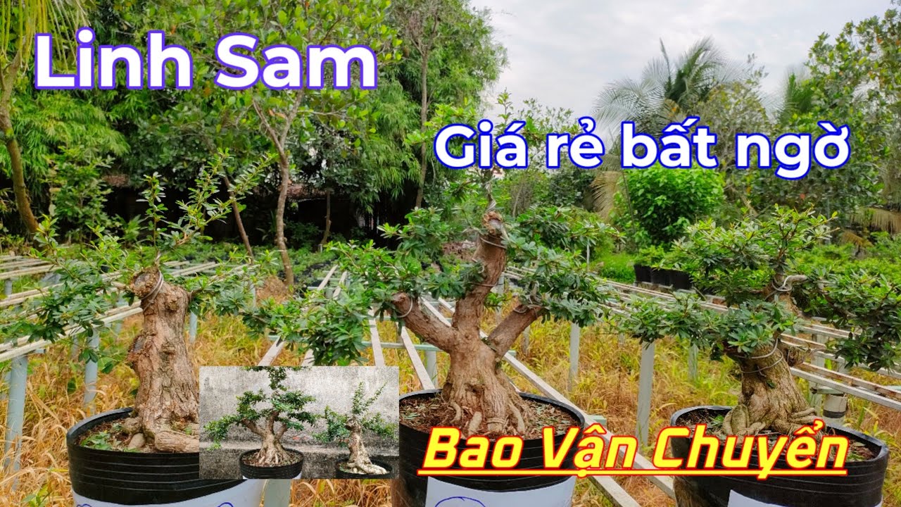 CKBL 070 - Linh Sam 86 giá rẻ - bao ship mọi miền | 0901457393 - YouTube