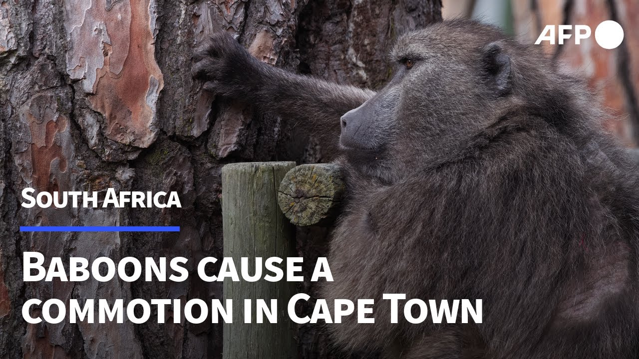 As baboons become bolder, Cape Town region struggles to find solutions ...