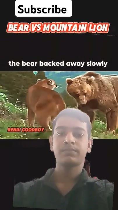 Bear vs mountain lion #trending #animals #wildlife #viralvideo #bear #mountainlion #lion #shorts ...