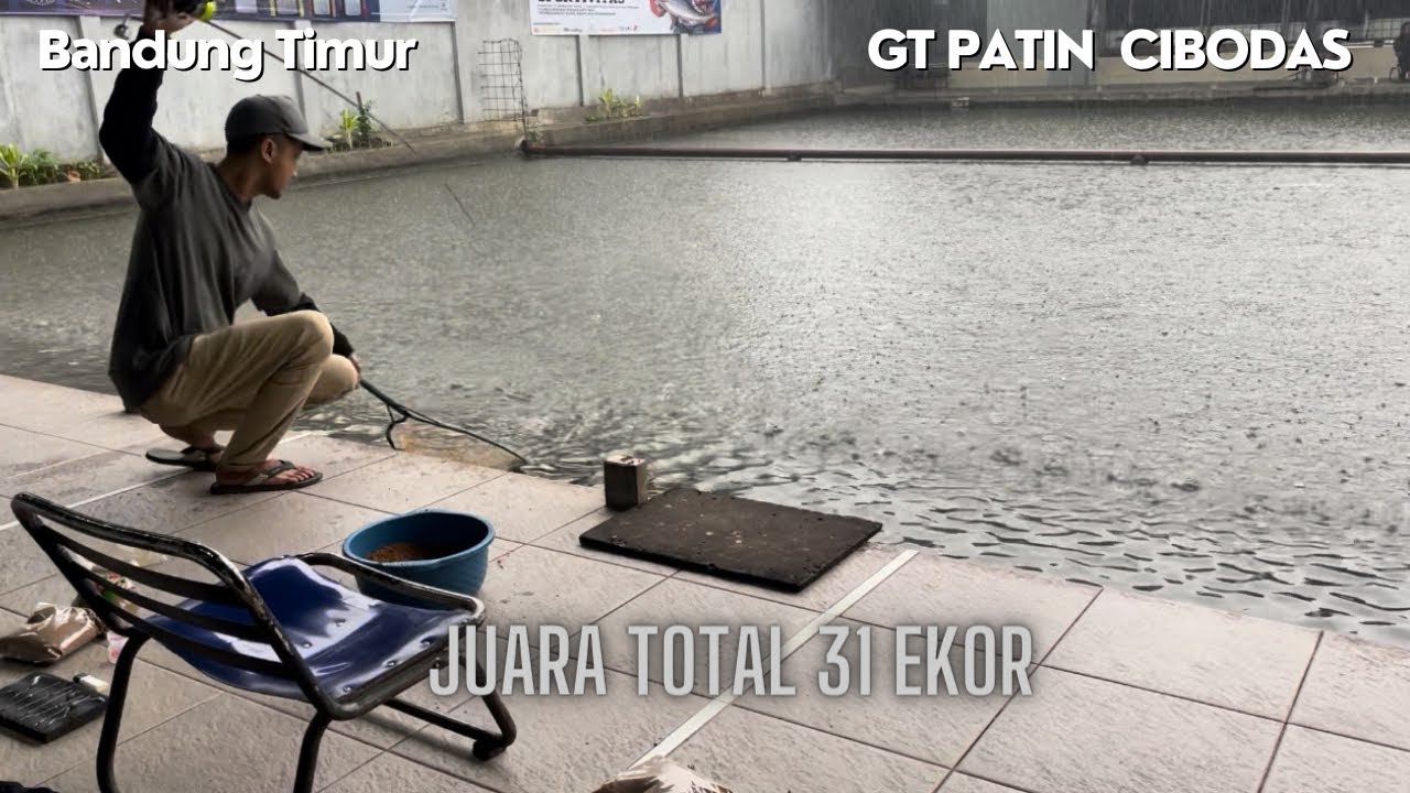 Essen nya masih joss masih juara di total ekor - YouTube