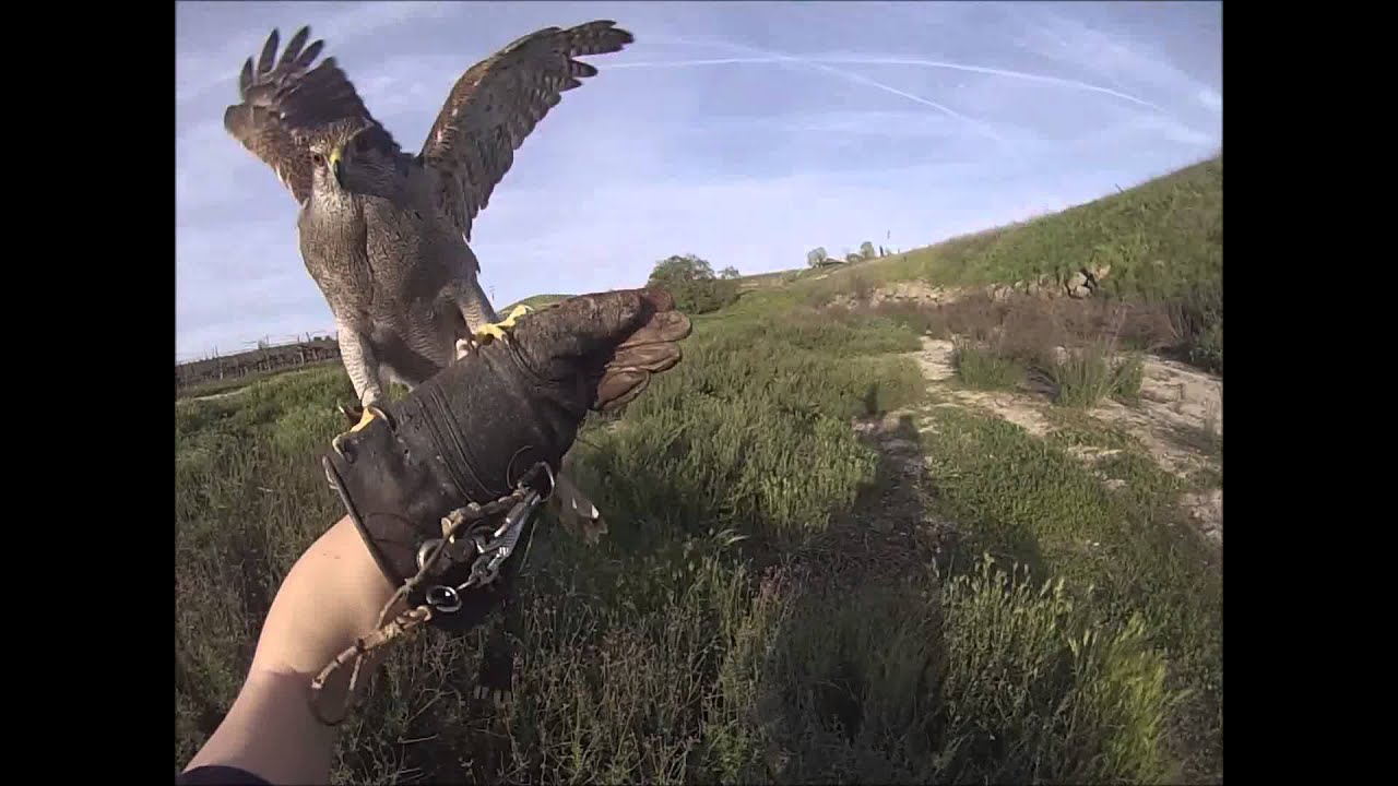 Goshawk Hunt 3-19-16 - YouTube