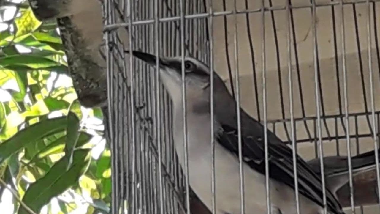 cenzontle / mockingbird / sinsonte cantando / cenzontle cantando ...