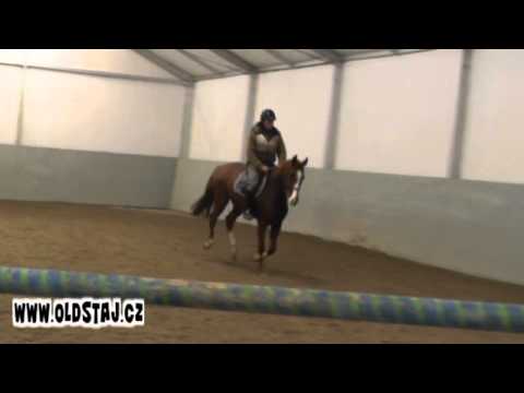 --- SOLD--- Montego, 2009, Mineral x Bold Executive, training 12-13