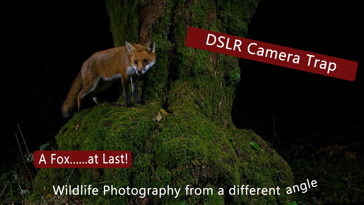DSLR Camera trap - A Fox....at Last! - YouTube