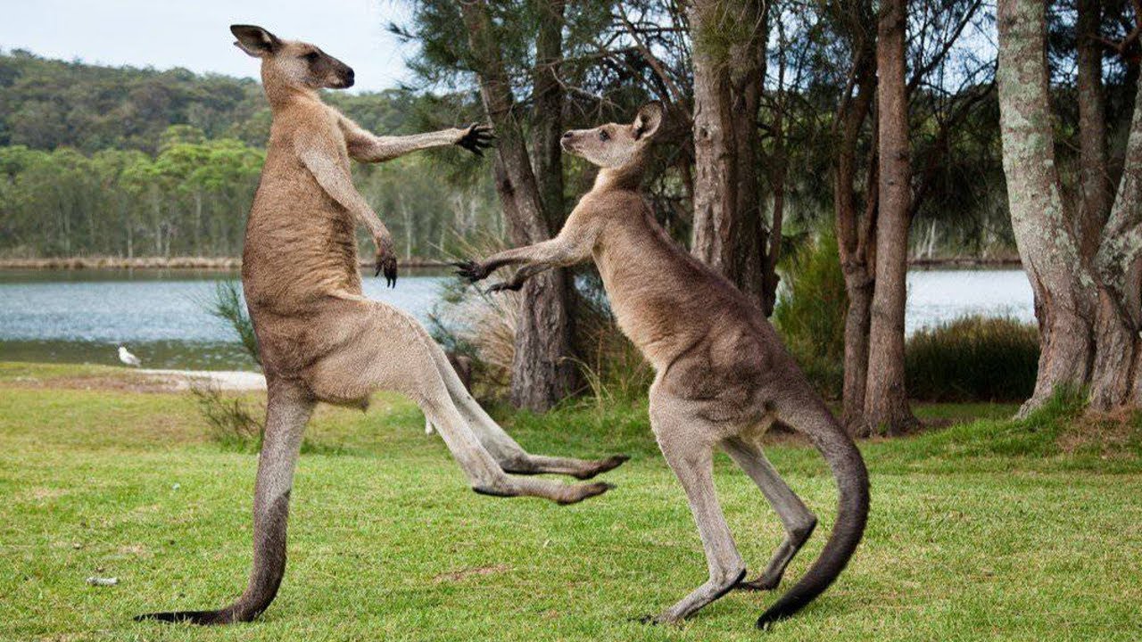 Kangaroos Boxing with Each Other - YouTube
