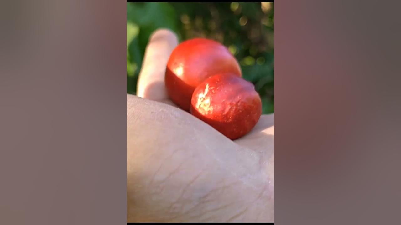 SUSONG DALAGA ANG TAWAG SA PRUTAS NA ITO WILD FRUITS BIHIRA MO LANG MAHANAP ANG SARAP NIYA ...