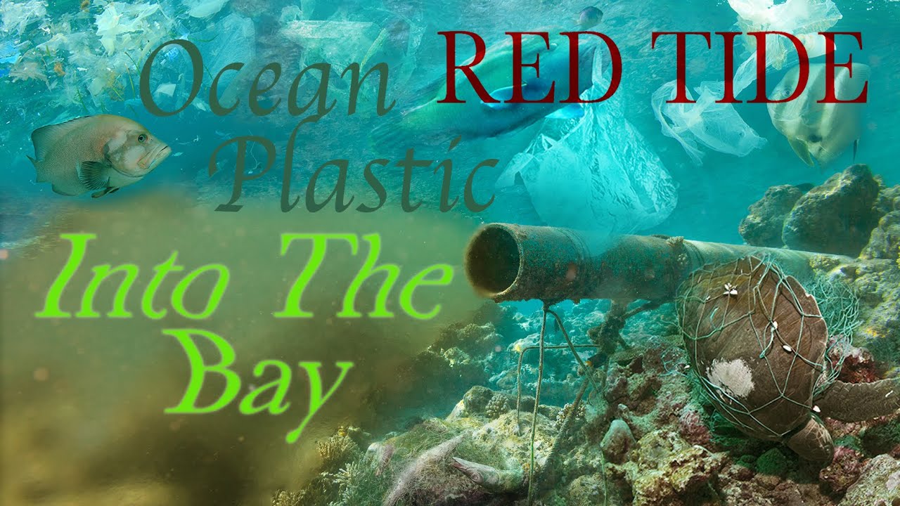 Red Tide/Ocean Plastic "Into The Bay" Todd Alan "Official Video" - YouTube