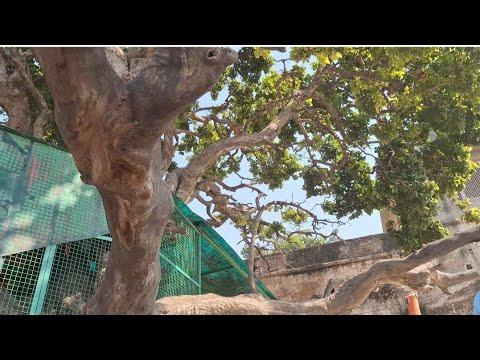 श्री कृष्ण जी ने गोपियों के वस्त्र चुराए वह कदम का पेड 🙏🙏cheer ghar ...