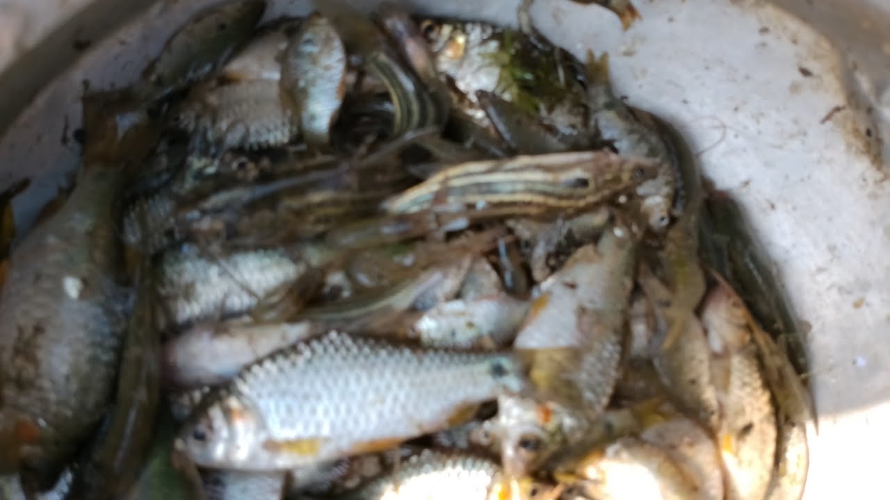 China Jal Fishing video / The Amazing Traditional Village boy and china ...