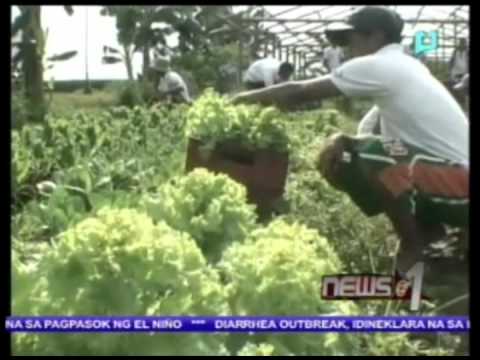 Organikong pagsasaka sa bansa, lumalakas - YouTube