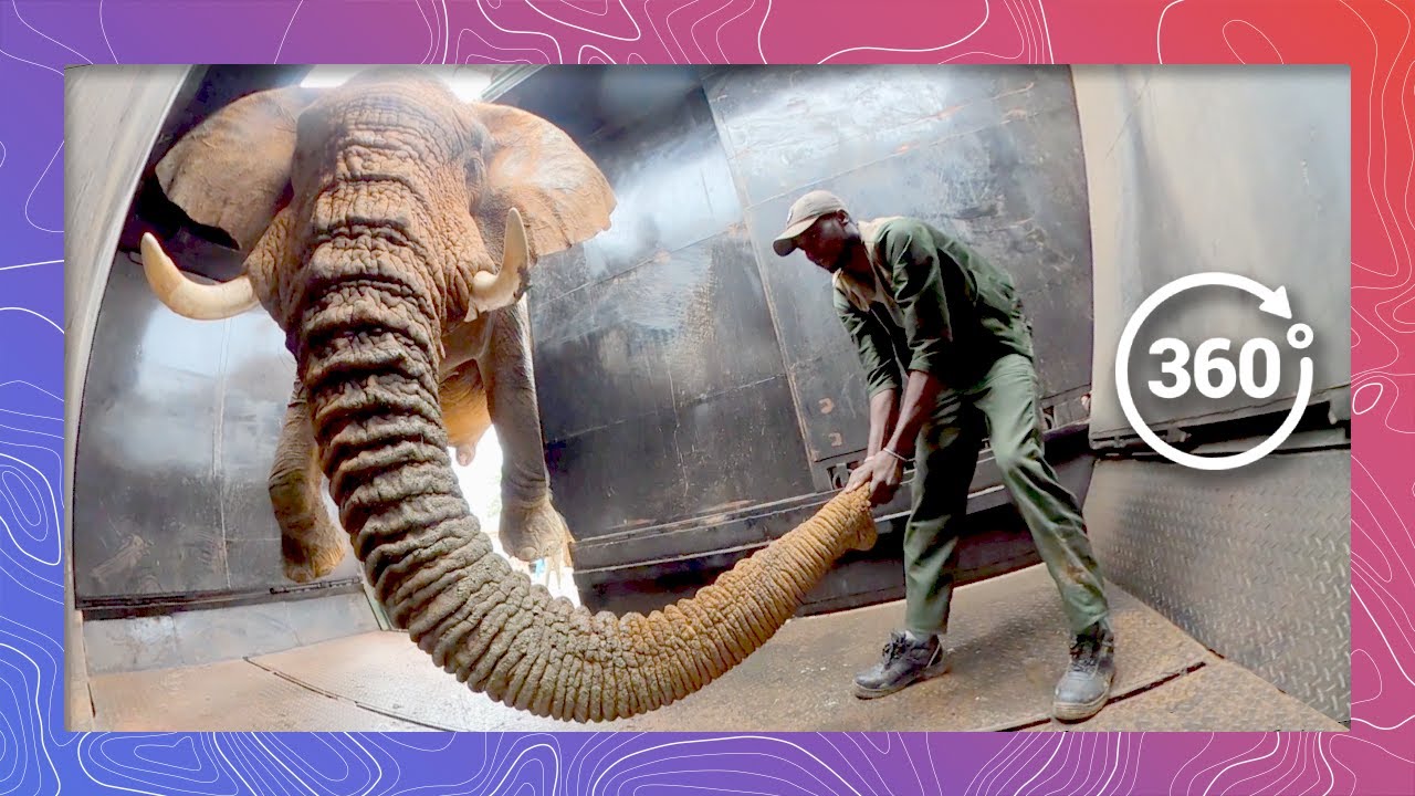 Loading a Giant Sleeping Elephant | Wildlife in 360 VR - YouTube
