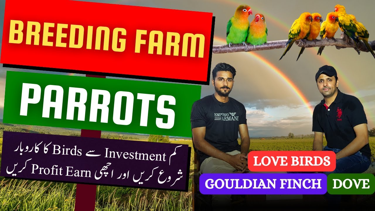 Parrot Breeding Farm In Pakistan 2023 | How to Start Parrots Breeding ...