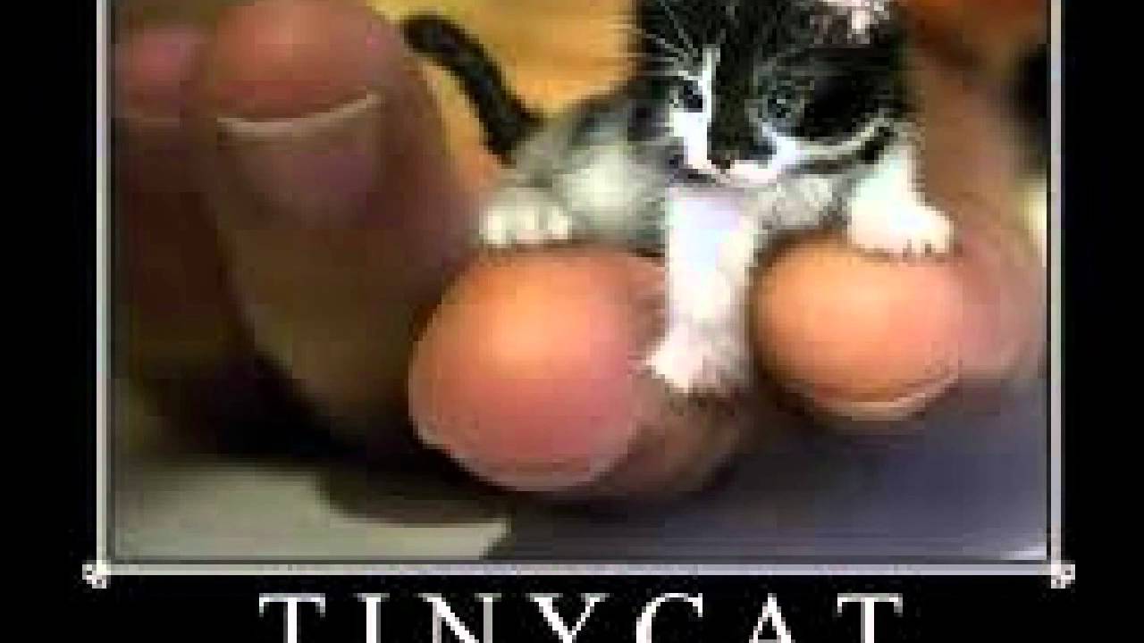 Try Not To Laugh 2012 (Made by Dj Shanny) - YouTube