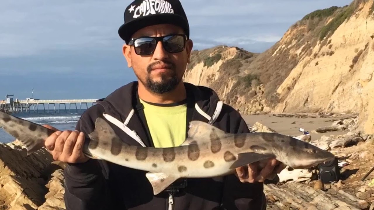Carpinteria CA, Surf Fishing! Leopard Shark & Surf Perch! Be 4 ...