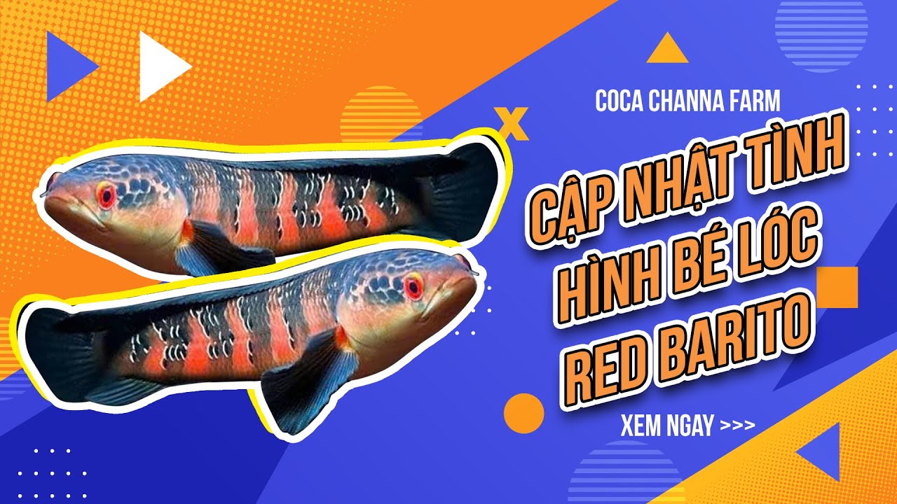 Cập Nhật Tình Hình Bé Lóc Red Barito Sau Khi Bị Cắn Đuôi. - YouTube