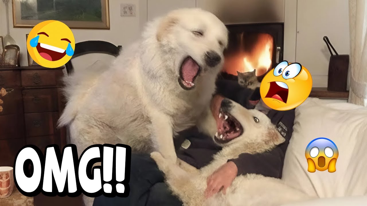VIRAL FUNNY DOG COMPILATION 2025 – YOU WON’T STOP LAUGHING 🤣🐶 #11 - YouTube
