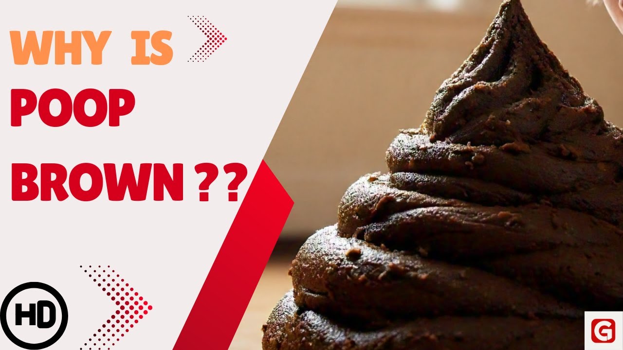 Why Is Poop Brown? - YouTube