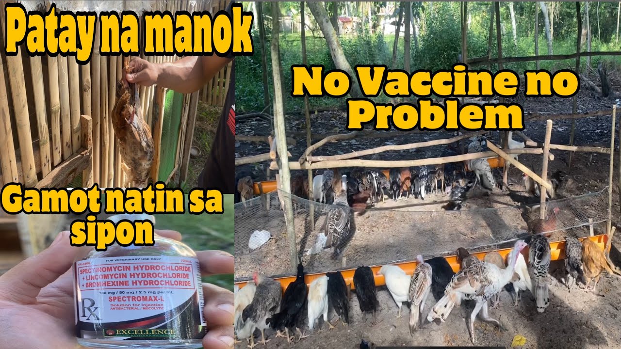NO VACCINE NO PROBLEM | ATING GAMIT SA SIPON NA INJECTABLE - YouTube